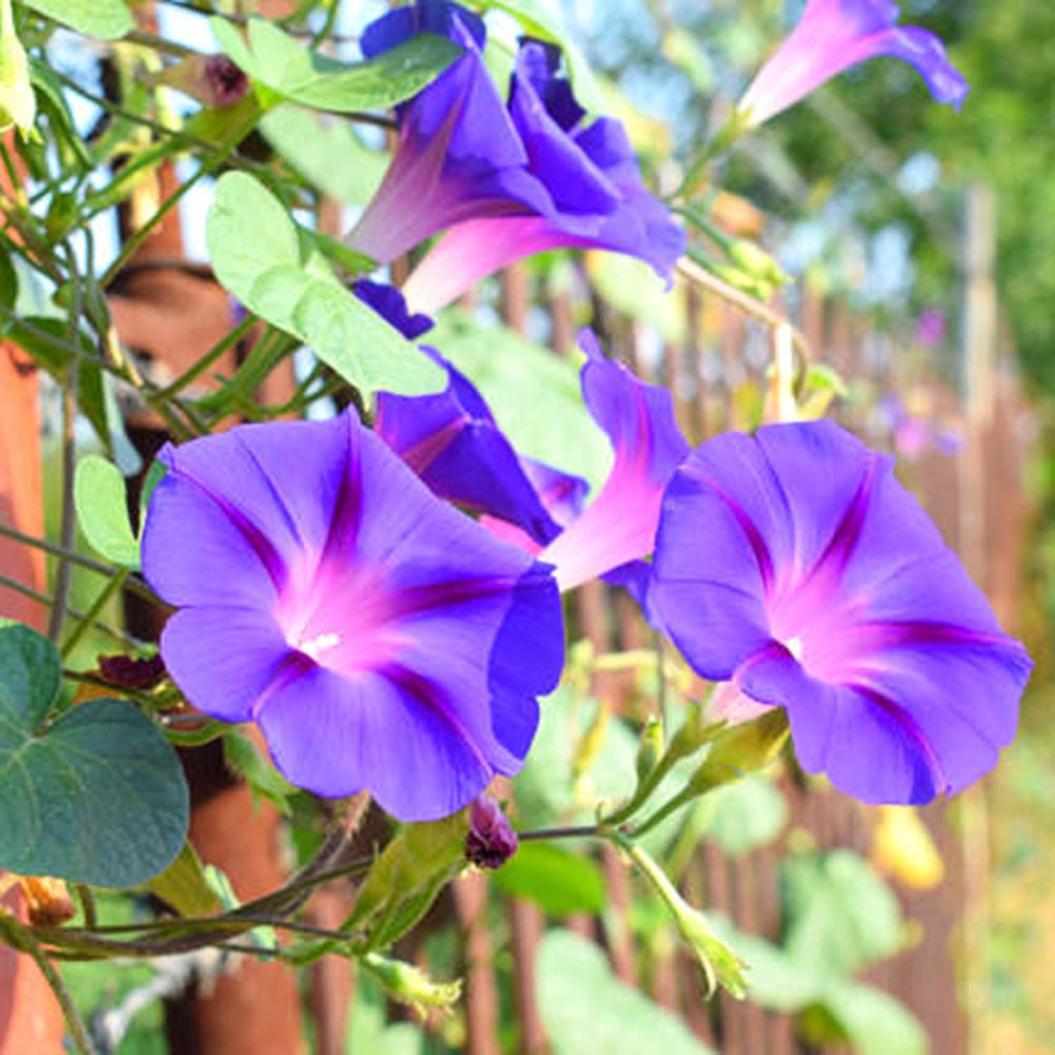 Amazon.com : 300+ Trumpet Flower Seeds for Planting - Mixed Flower ...