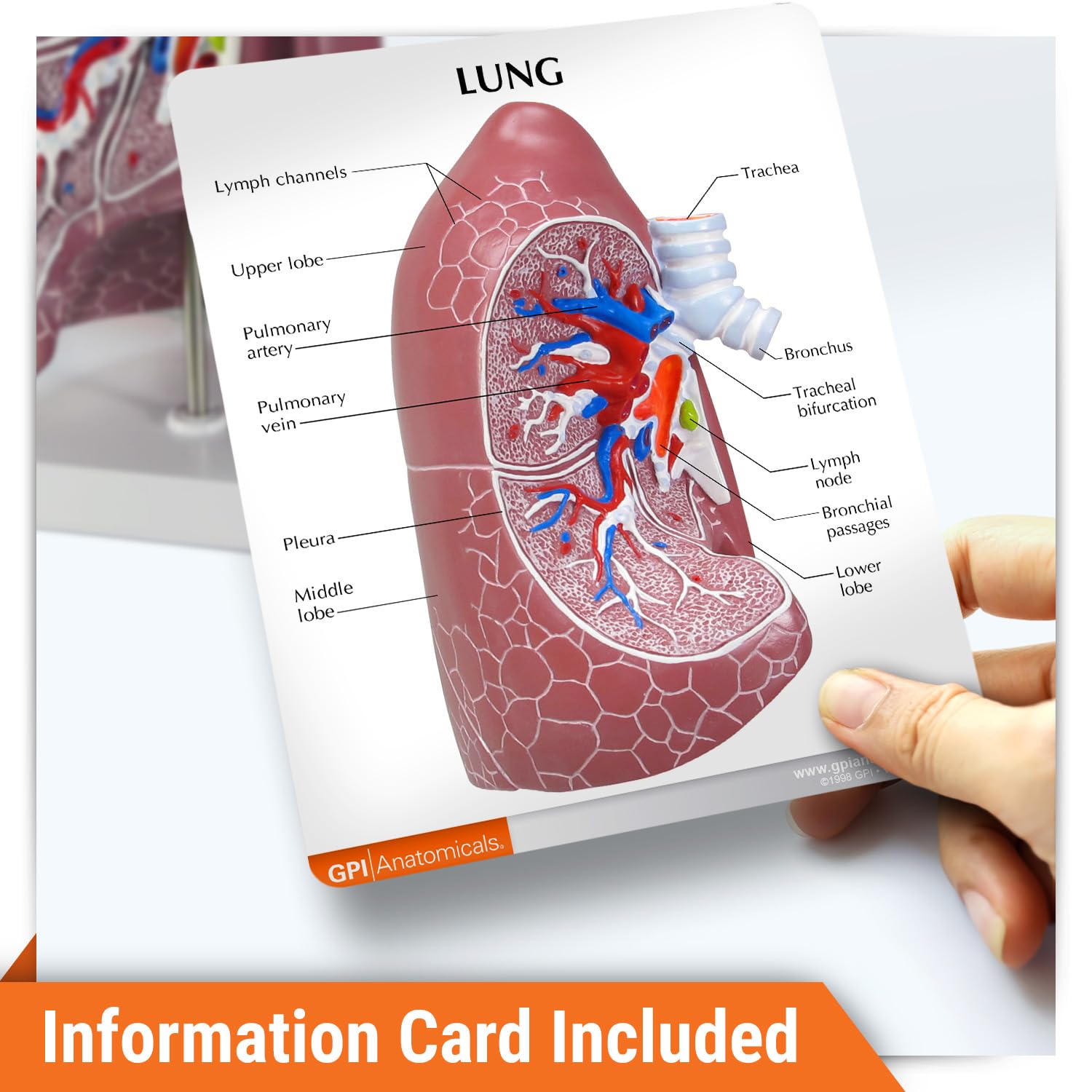 Snapklik.com : Lung Model, Replica For Human Anatomy And Physiology ...