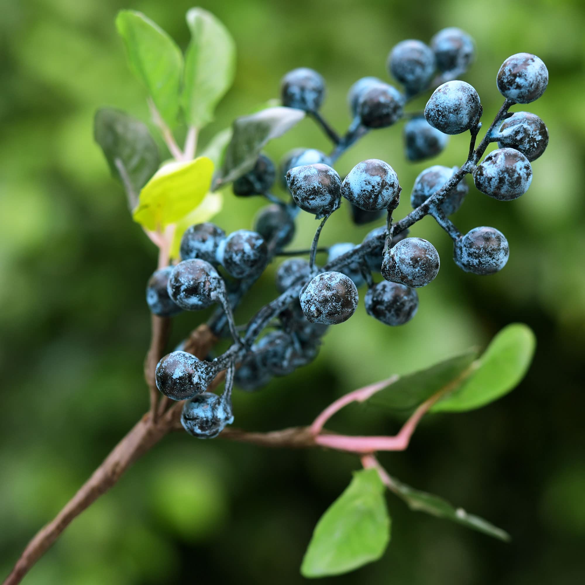 Artificial Blueberry Bush Buy Blueberry Buckle Hybrid Blueberry Plant