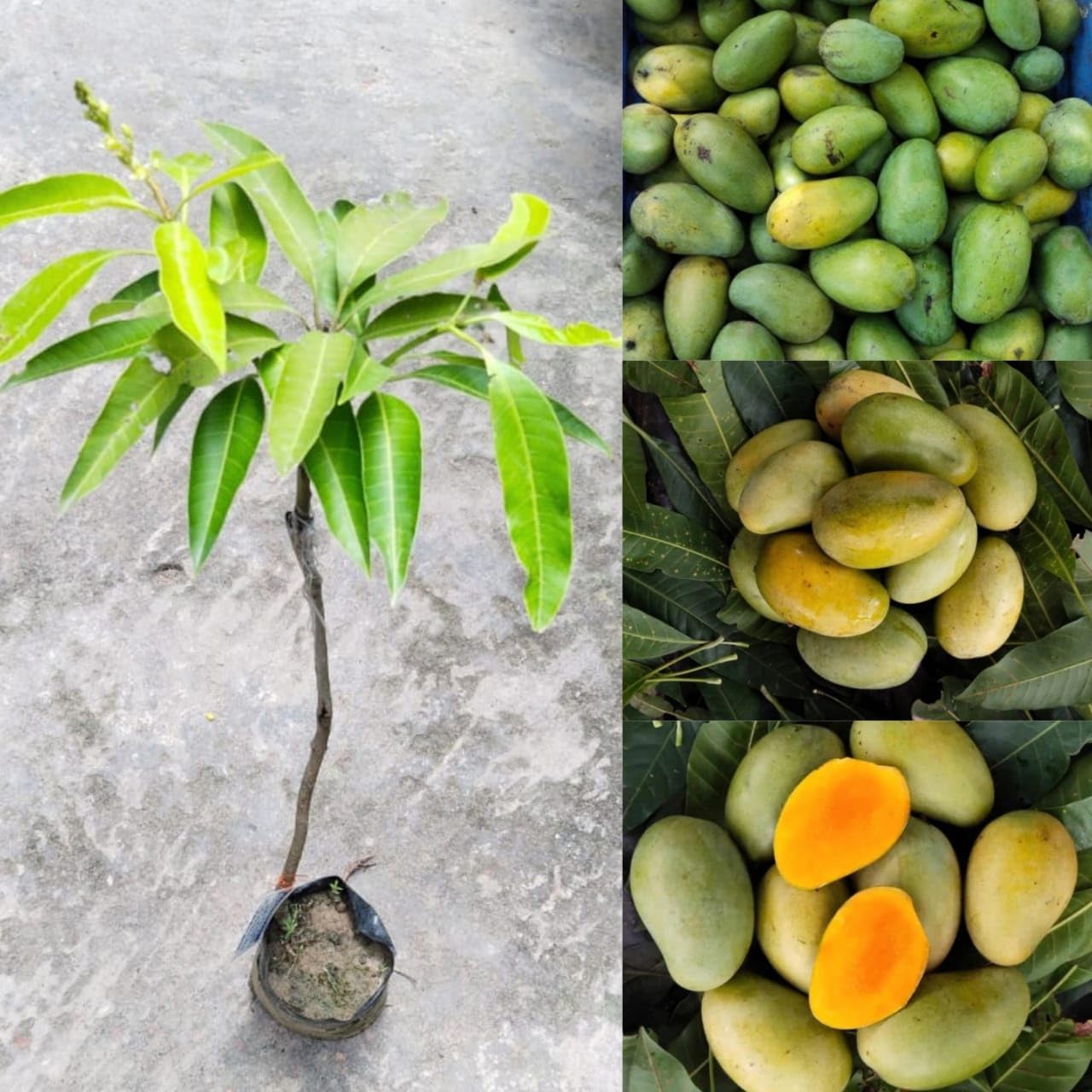 Golden Bloom Amrapali Mango Plant Grafted Amrapali Mango Plant (Height ...