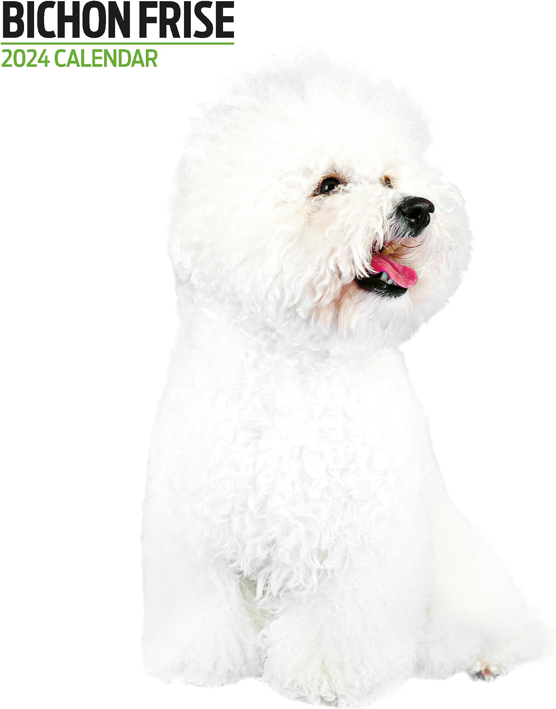 Bichon Frise Calendar 2024 | Square Dog Breed Wall Calendar - 16 Month ...