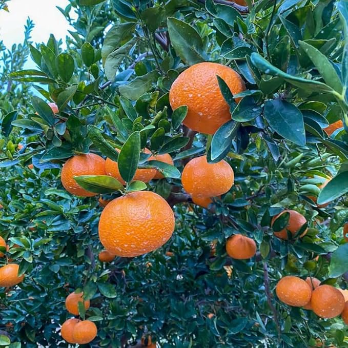 Amazon.com : Tangerine Tree, Murcott Tangerine Tree, Mandarin Tangerine ...