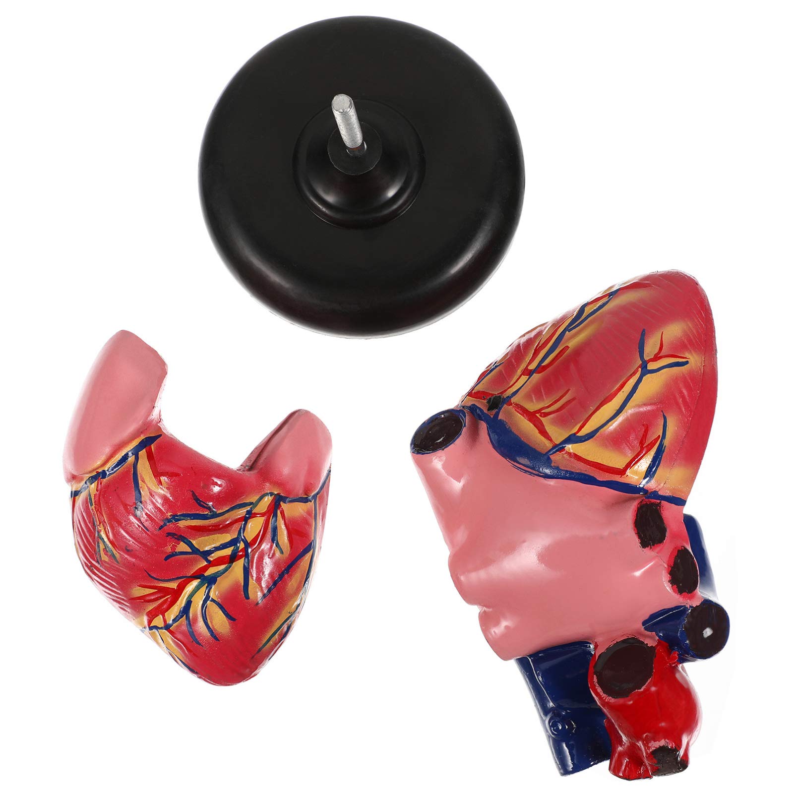 Hemobllo Human Heart Model Scientific Heart Models Anatomy Human Heart ...