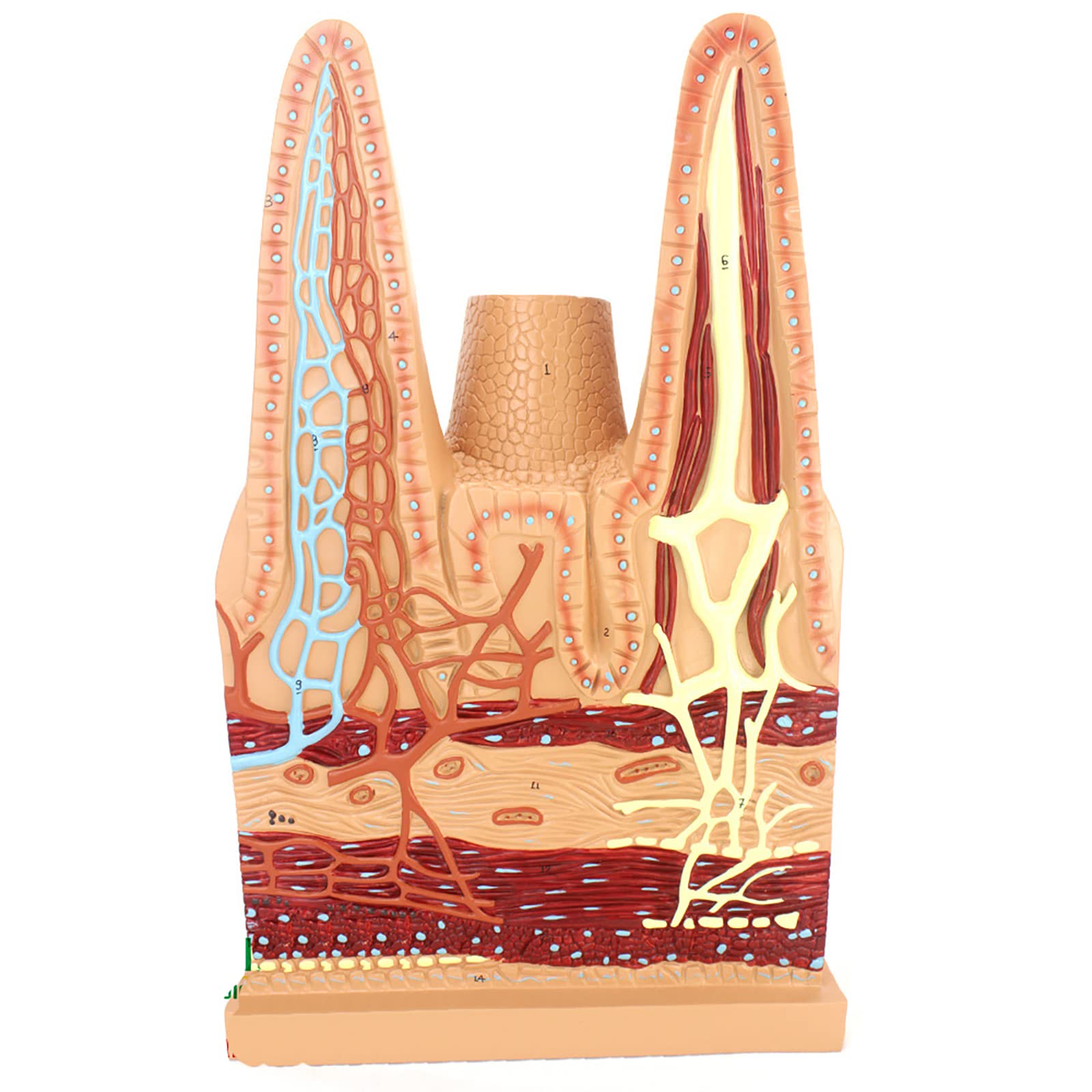 Buy Intestinal Villi Model - Medical Anatomical Human Digestive System ...