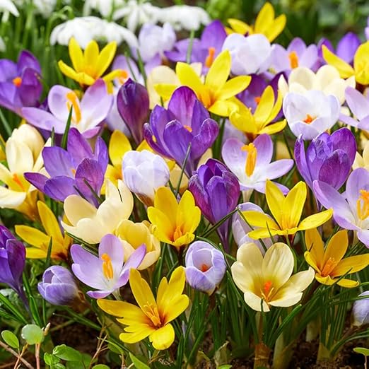 Amazon.com : Votaniki Species Crocus Mix Bulbs - Perennial Purple, White, and Yellow Crocus ...