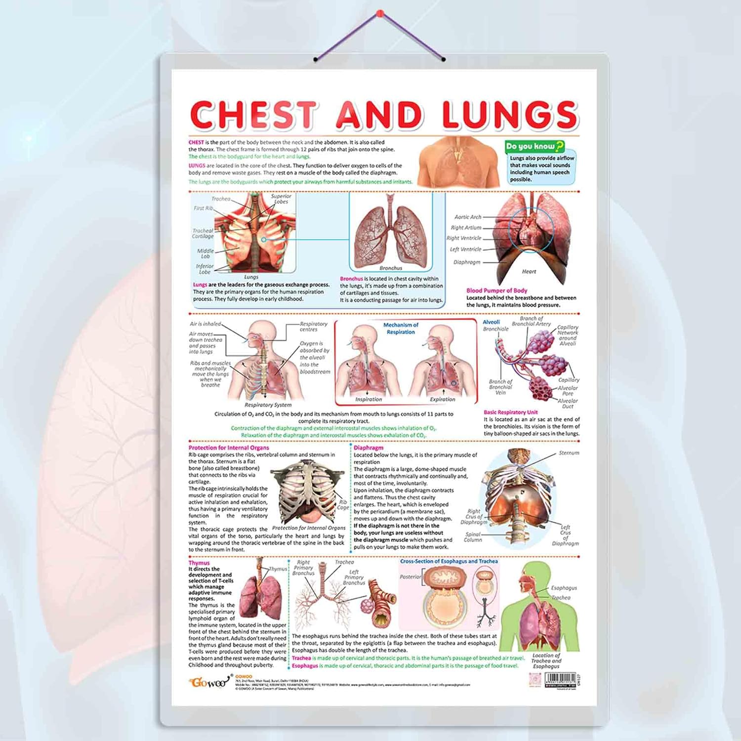 CHEST AND LUNGS CHART | Understanding Chest and Lung Anatomy ...