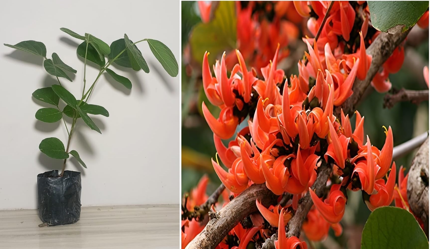 Green view® Flame of the forest Palash Butea monosperma Palas Live ...