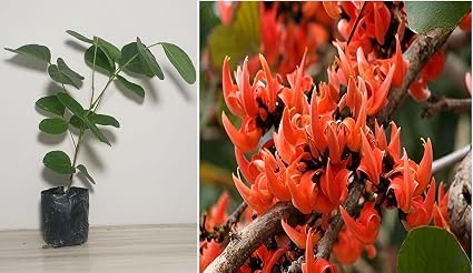 Green view® Flame of the forest Palash Butea monosperma Palas Live ...