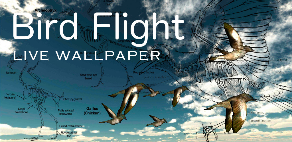 Bird Flight Live Wallpaper Free:Amazon.com:Appstore for Android