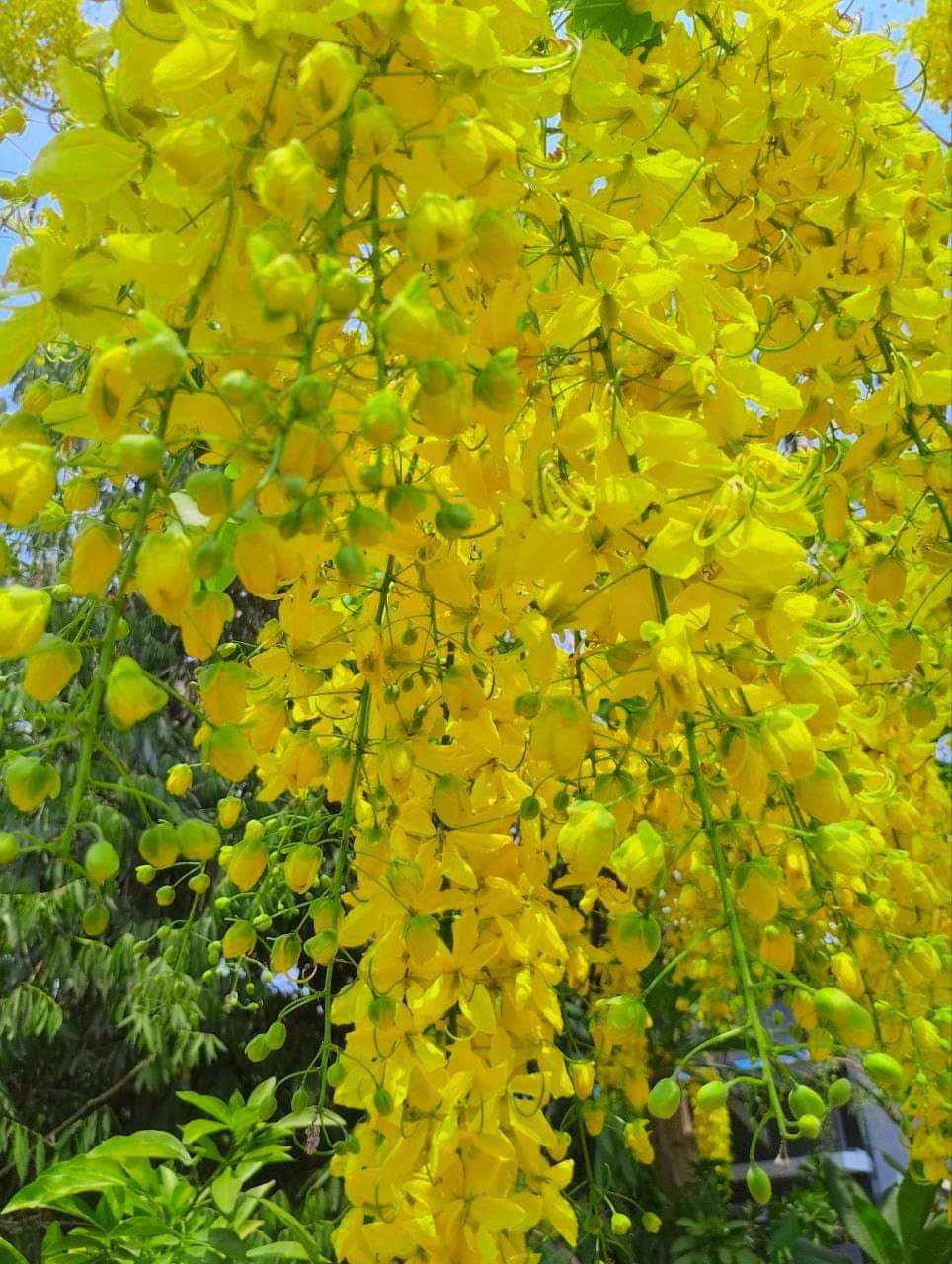 Golden Shower Vine Plant - A Perfect Climbing Plant for Sunny Outdoor ...