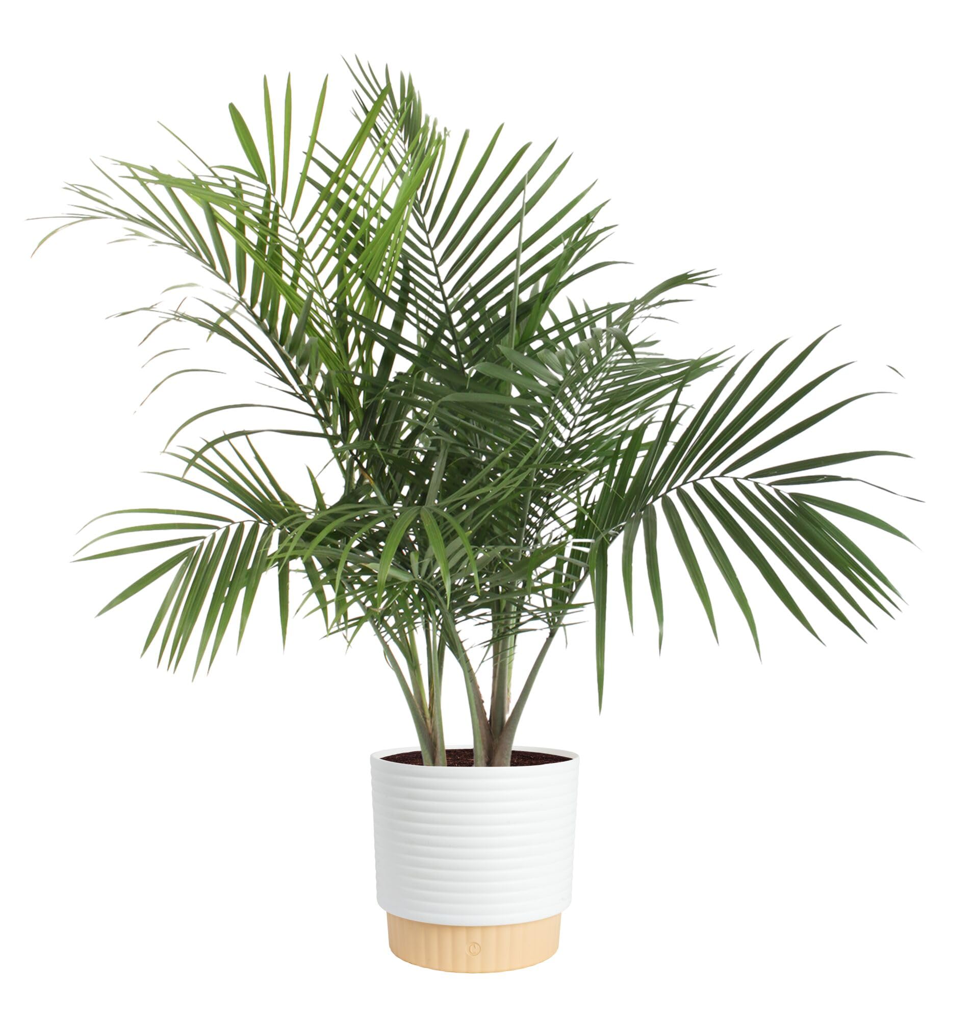 7 Best Mediterranean Fan Palm Trees | Your Fan Palm Thrives Here