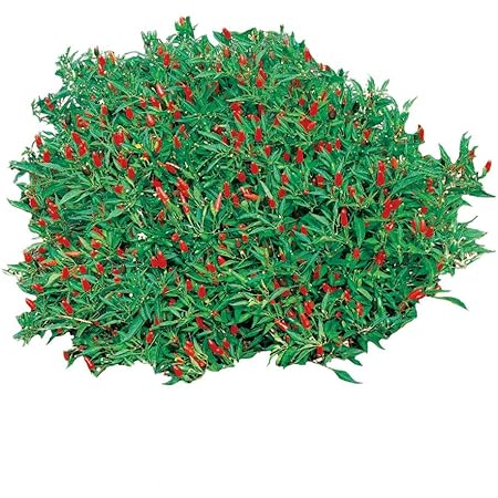 Amazon.com : Park Seed Thai Hot Chili Pepper Seeds, Pack of 25 Seeds ...