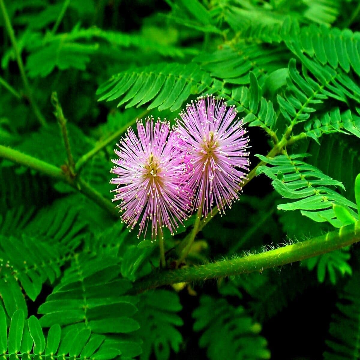 Amazon.com : 10 Seeds Dwarf Mimosa pudica Sensitive Plant Tropical ...