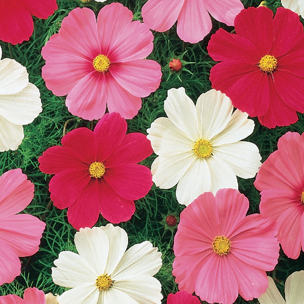 Amazon.com : Burpee Sonata Mix Cosmos Seeds 50 seeds : Patio, Lawn & Garden