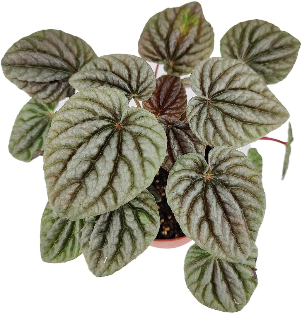 Amazon.com : Live Indoor Houseplant Peperomia Caperata - Emerald Ripple ...