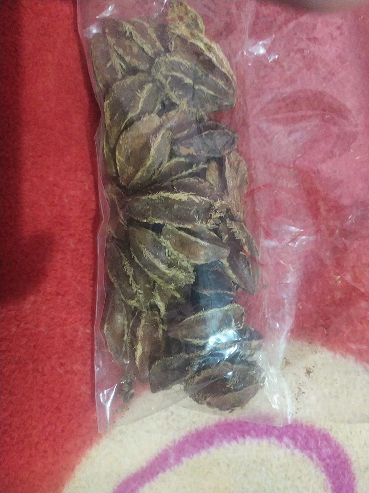 RK Seeds- Sacred Terminalia arjuna, Arjun Tree, Marudha Maram, Neer ...