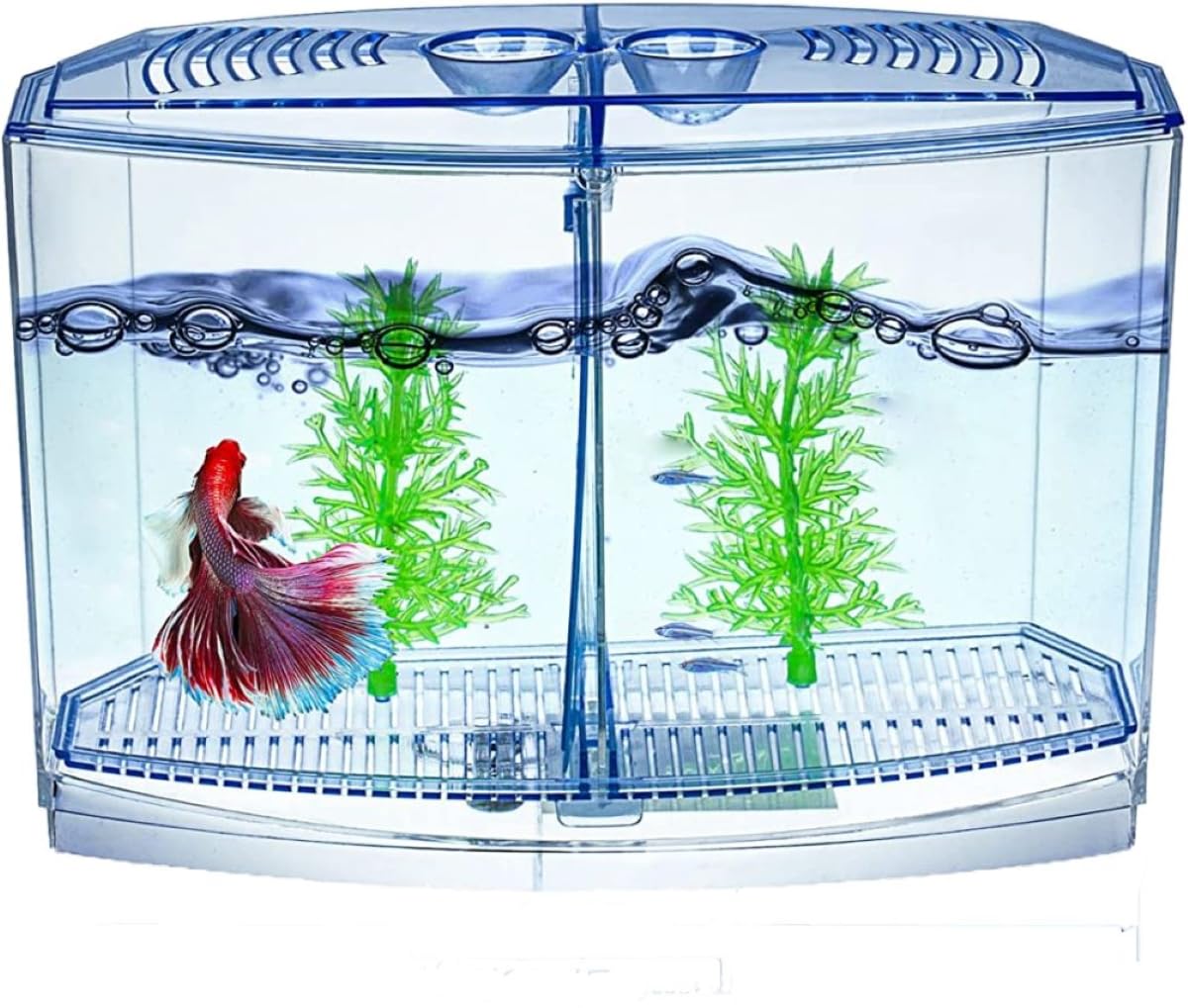 Petscope Double Betta Fish Tank (Blue) : Amazon.in: Pet Supplies