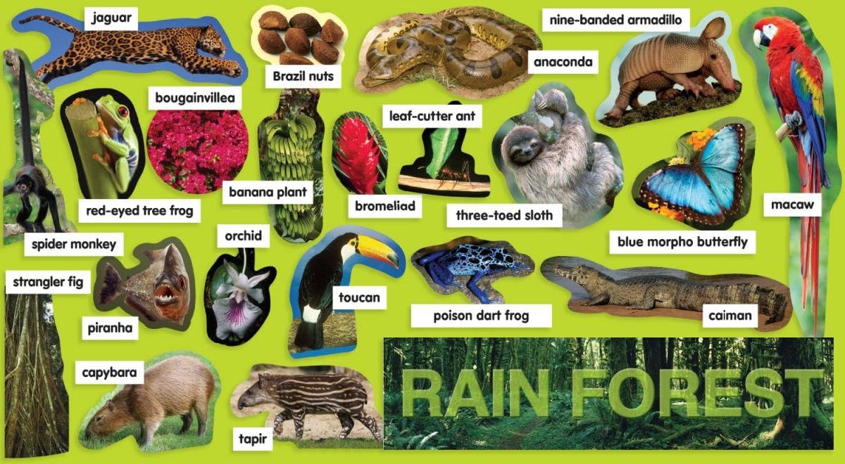 Amazon.com : Rainforest Plants & Animals Mini Bulletin Board : Themed ...