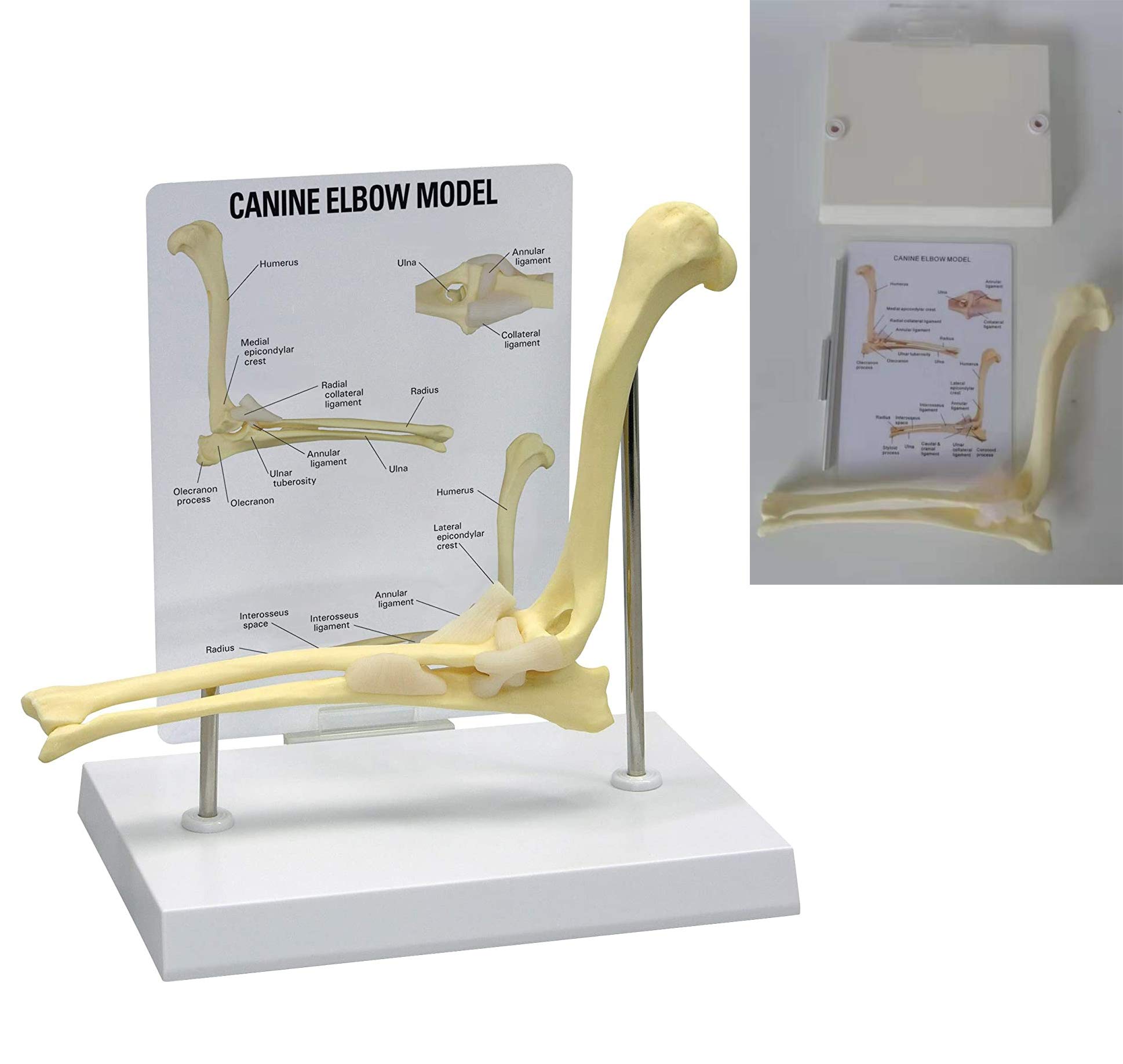 Buy Dog Canine Elbow Joint Model, Animal Body Anatomy Dog Elbow ...