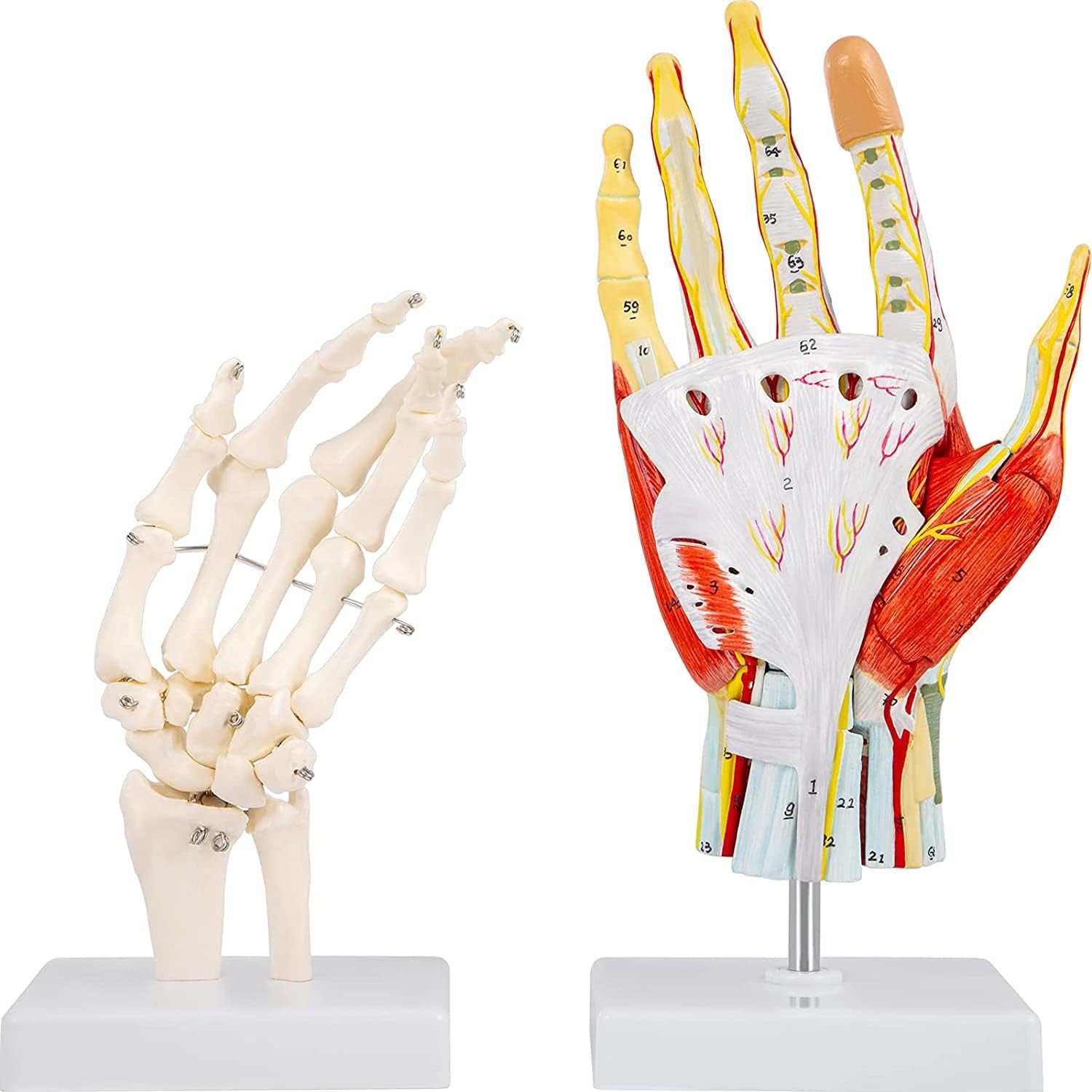 Modelo Educativo, Cintas Modelo Mano tamaño Real Modelo Mano 7 Piezas ...