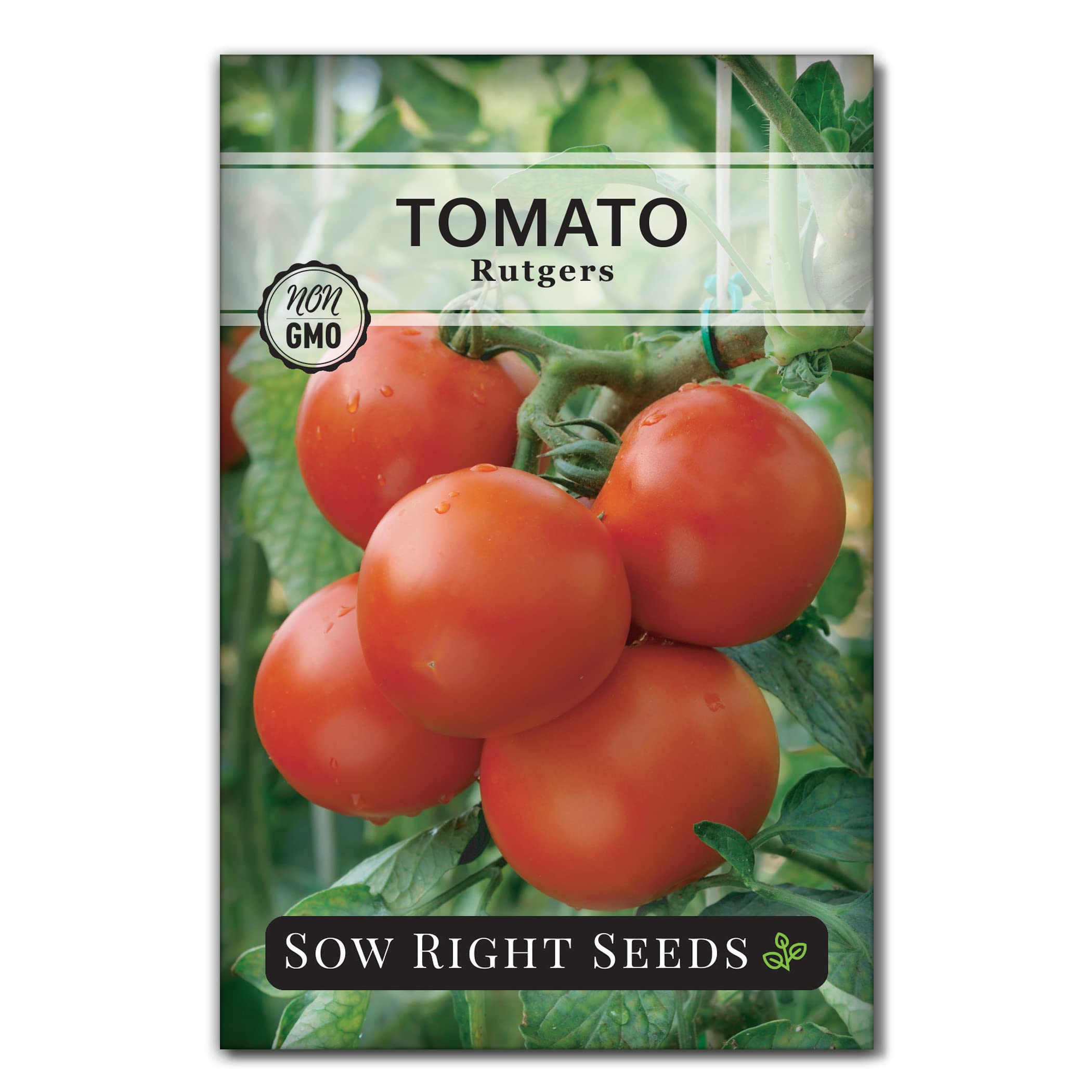 Rutgers Tomato Plants