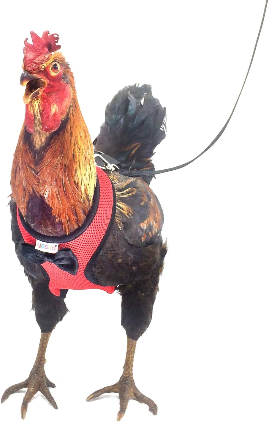 Amazon.com: Yesito Chicken Harness Hen Size with 6ft Matching Leash ...