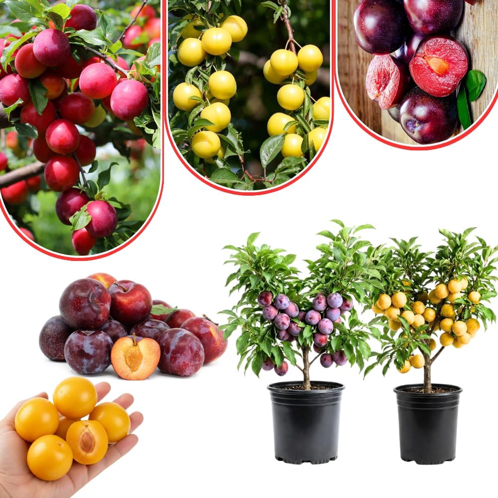 Amazon.com : 2 Mixed Plum Trees Live Plants, 1-2 Feet Tall, Sweet Plum ...