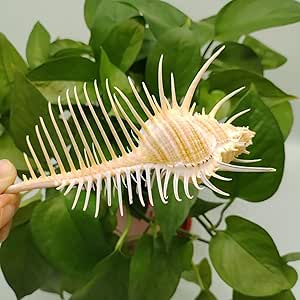 Conch Shell,1Pcs Natural Murex Pecten Seashell Venus Comb Murex Snail ...