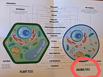 Amazon.com: GiftAmaz Animal and Plant Cell Anatomy Model, Soft Felt Toy ...