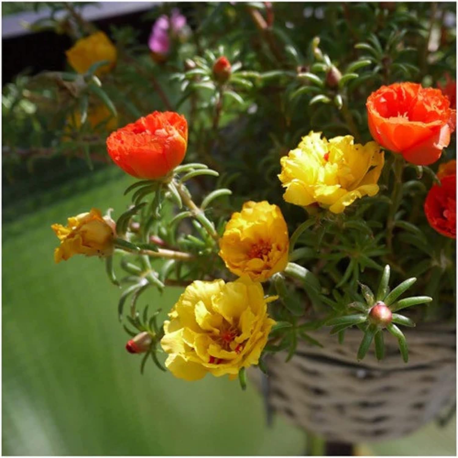 Amazon.com : CHUXAY GARDEN Mixed Colors Moss Rose Seed 100 Seeds ...