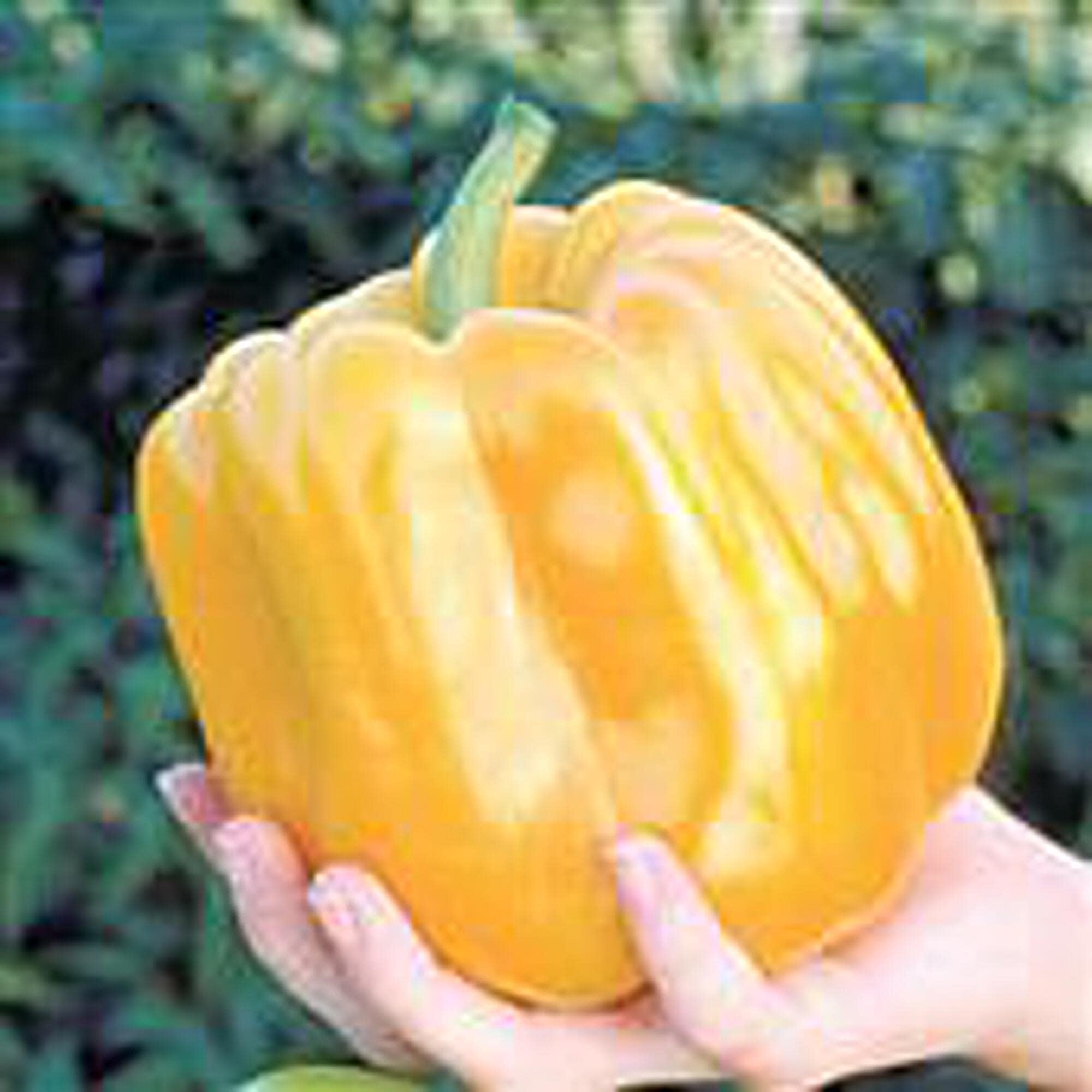 Amazon.com : Generic Super Heavyweight Sweet Peppers Seeds (45 Seeds ...
