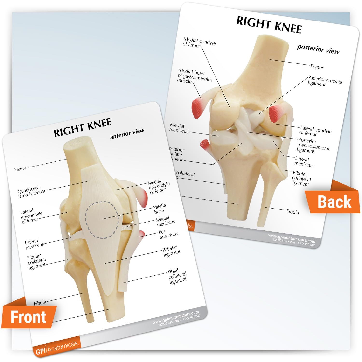 Snapklik.com : Basic Knee Model, Replica Of Right Knee Joint For Human ...