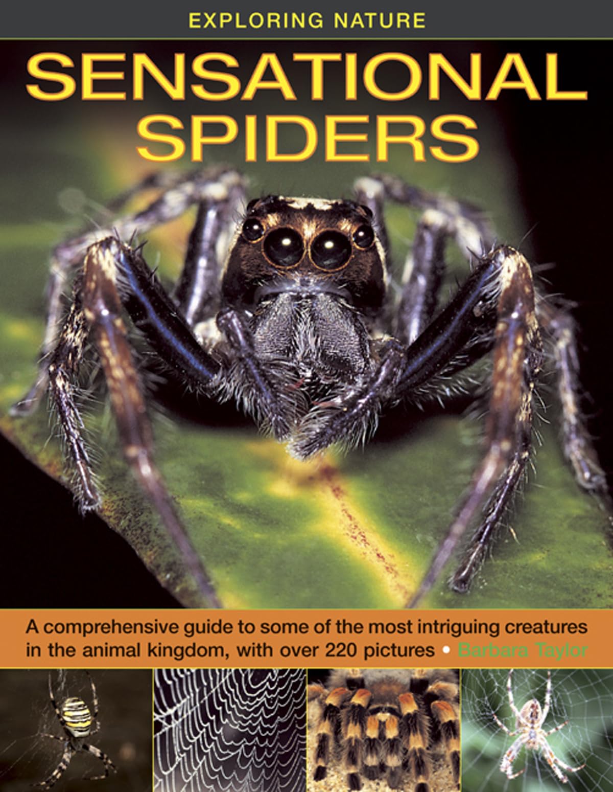 Snapklik.com : Exploring Nature: Sensational Spiders: A Comprehensive ...