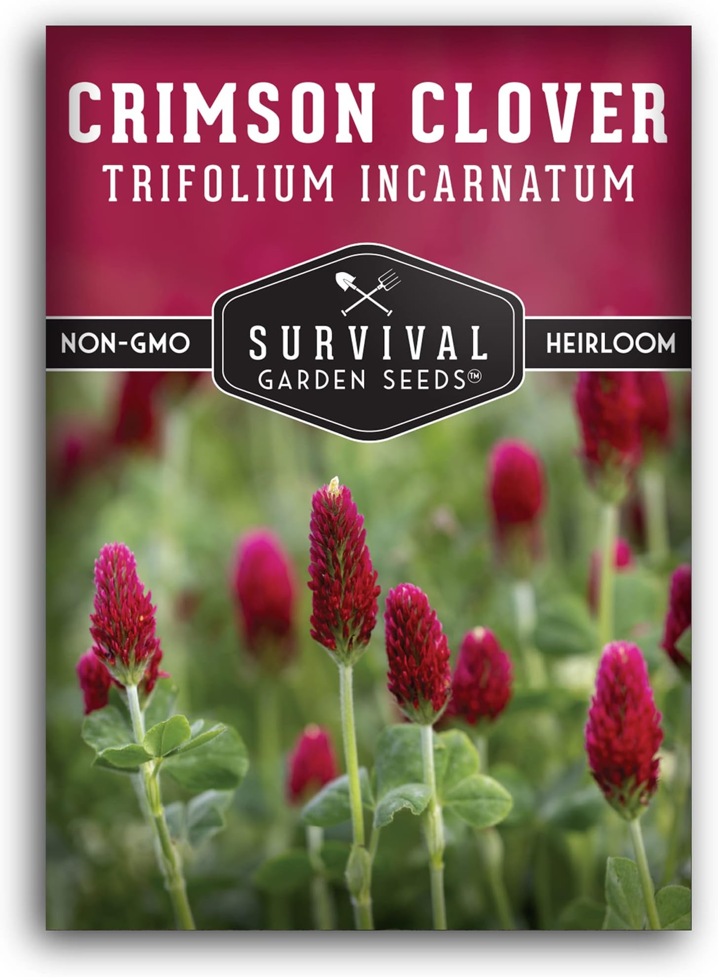 Amazon.com : Outsidepride 500 Seeds Perennial Veronica Creeping ...