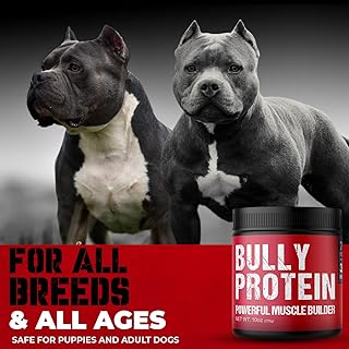 Understanding High Globulin And Protein Levels In Dogs | MedShun