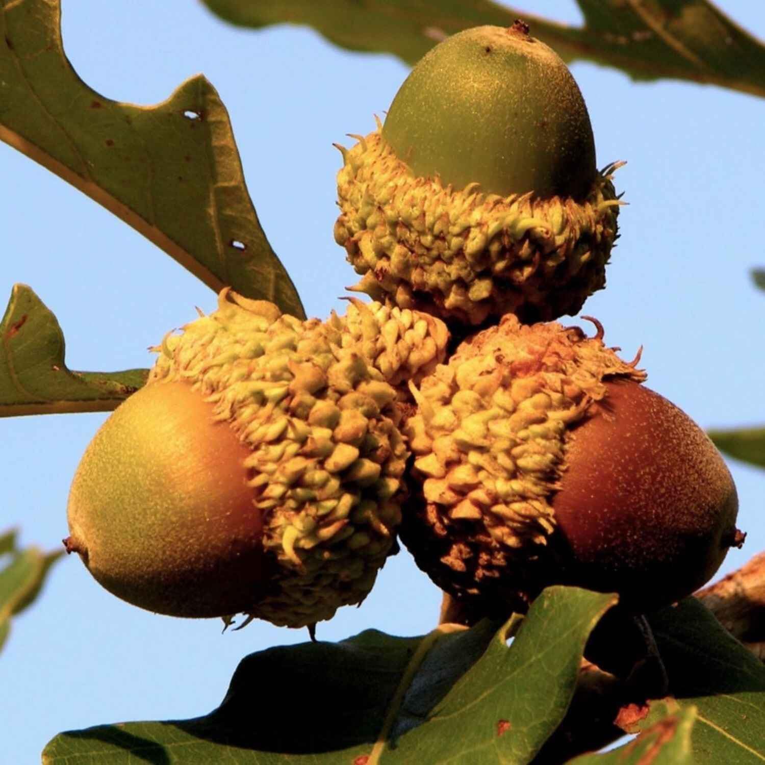 Amazon.com : 2 Pack x 20 White Oak Acorn Seeds Shingle Oak Acorns Seeds ...