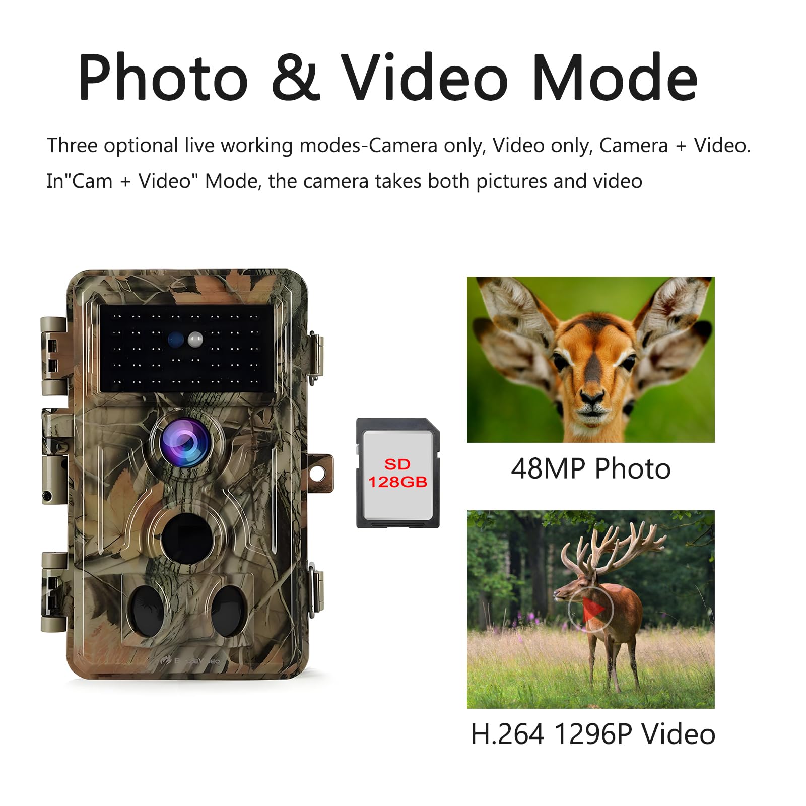 Night Motion Camera For Wildlife