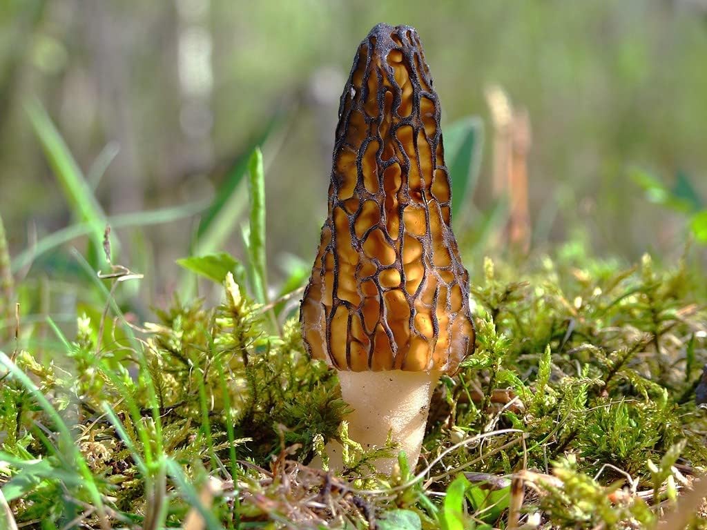 Black Morel Mushrooms Natural Black Morel (Morchella Snyderi) Mushroom