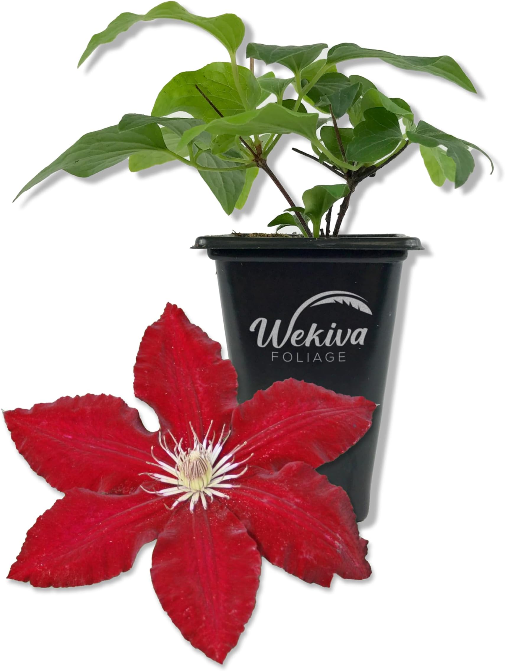 Amazon.com : Red Clematis Vine Plants Live in 2.5 Inch Pot, Live Deep ...