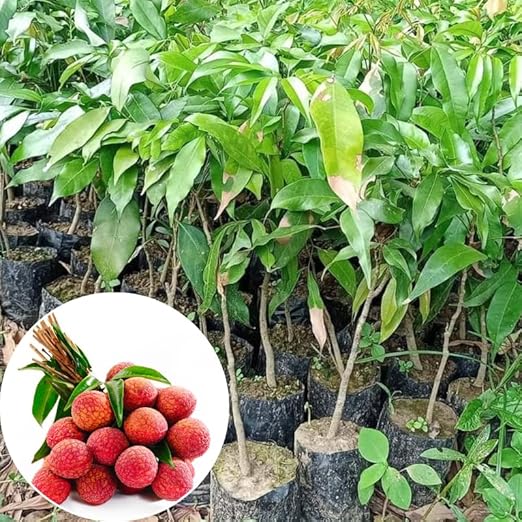 Amazon.com : Lychee Tree Live Plant in Half Gallon Pot, 10-12 Inch Tall ...
