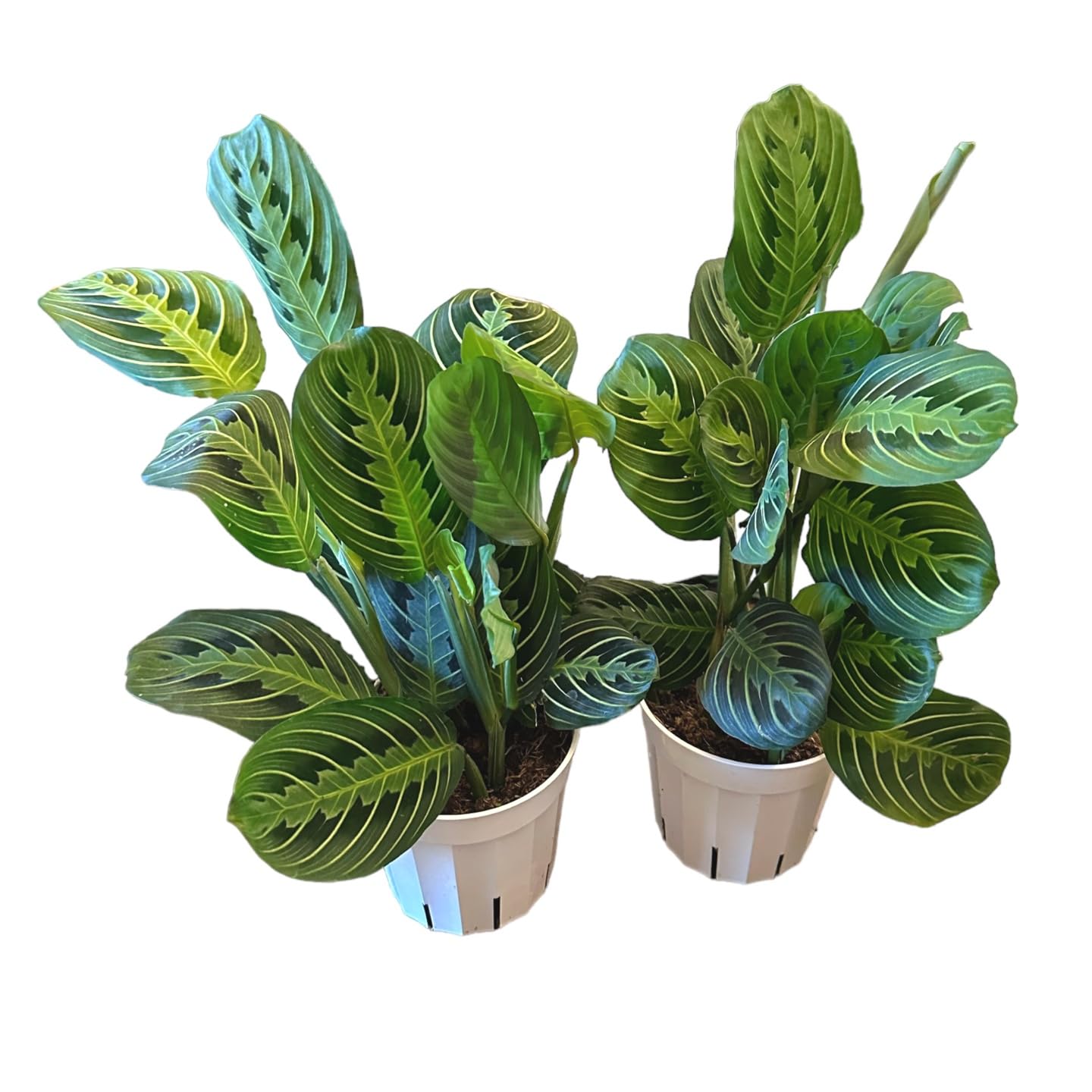 Amazon.com : Hopewind Plants Shop- 2 Lemon Lime Prayer Plant, Lemon ...