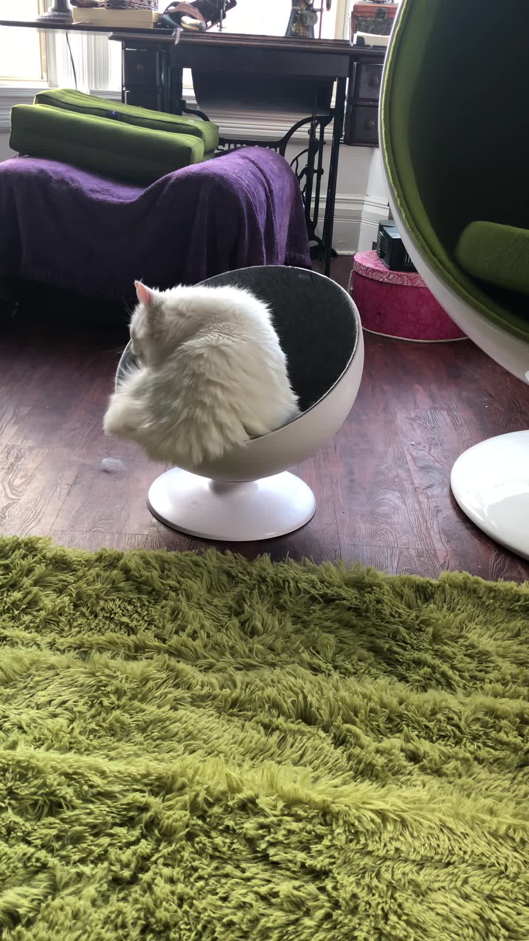 Watch Very cute, sturdy, cat-friendly bowl. Matches egg chair! on ...