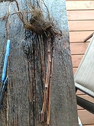 Amazon.com : 2 Dorman Red - Raspberry Plant - Everbearing - All Natural ...