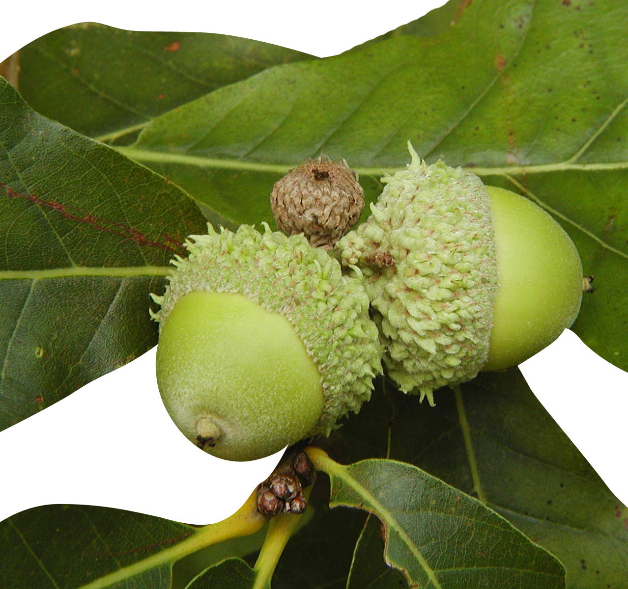 Oak Tree Seeds How Oak Trees Can Hybridize To Form New Varieties