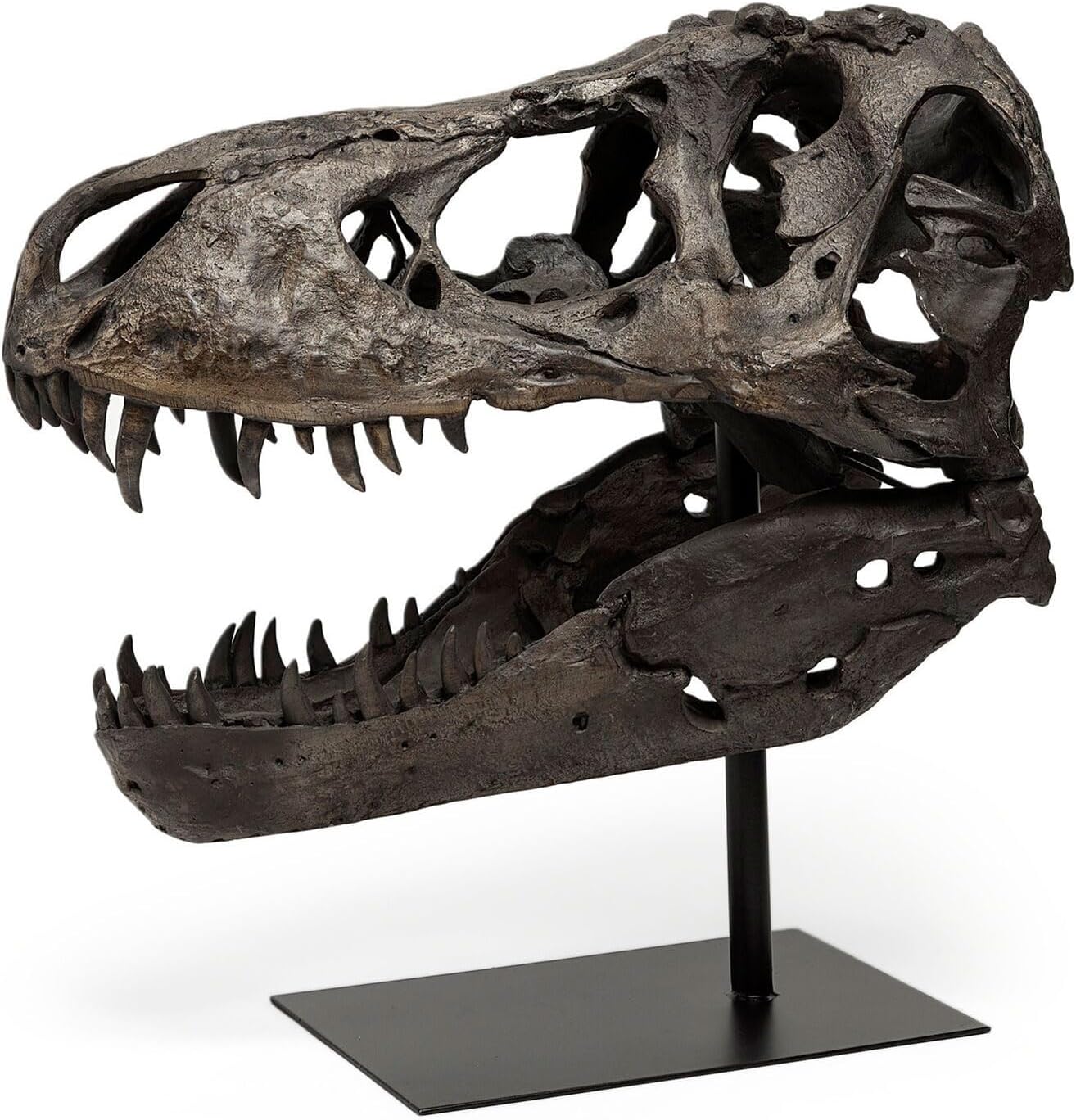Amazon.com: SUZLAZYR Dinosaur Skull Statue, T Rex Skull Resin Replica ...