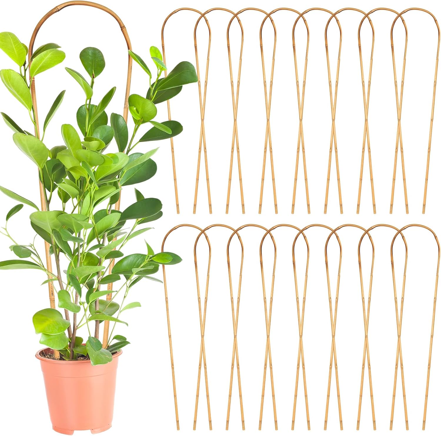 Amazon.com : Barydat 16 Pcs 4 Ft Natural U-Hoops Bamboo Trellis Garden ...
