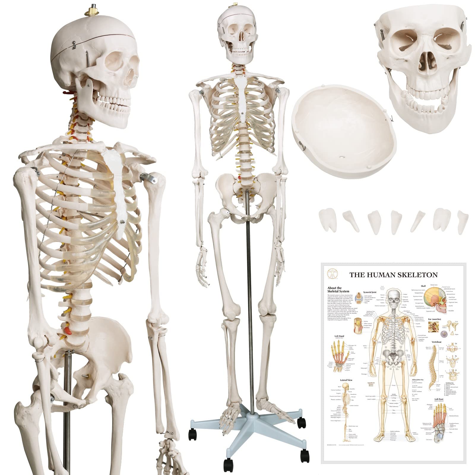 Jago Life Size Skeleton 6ft Pvc Protective Cover Anatomy Poster ...