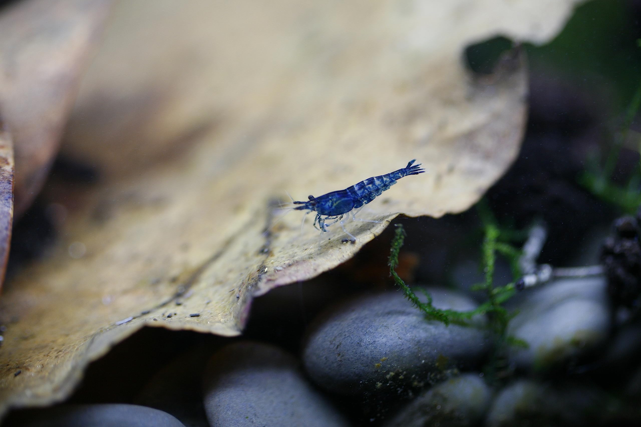 Amazon.com : Live Neocaridina Blue Dream Shrimp - Stunning Blue Color ...