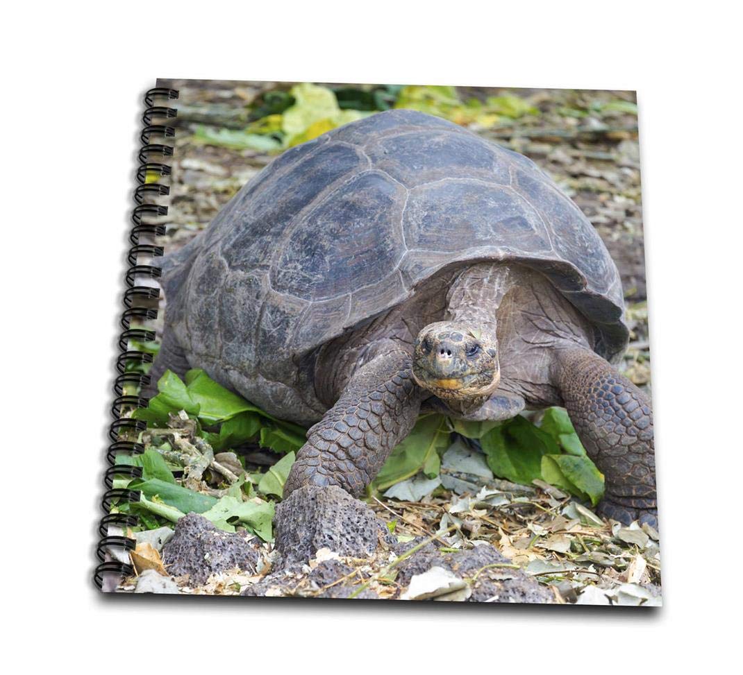 Giant Tortoise Drawing