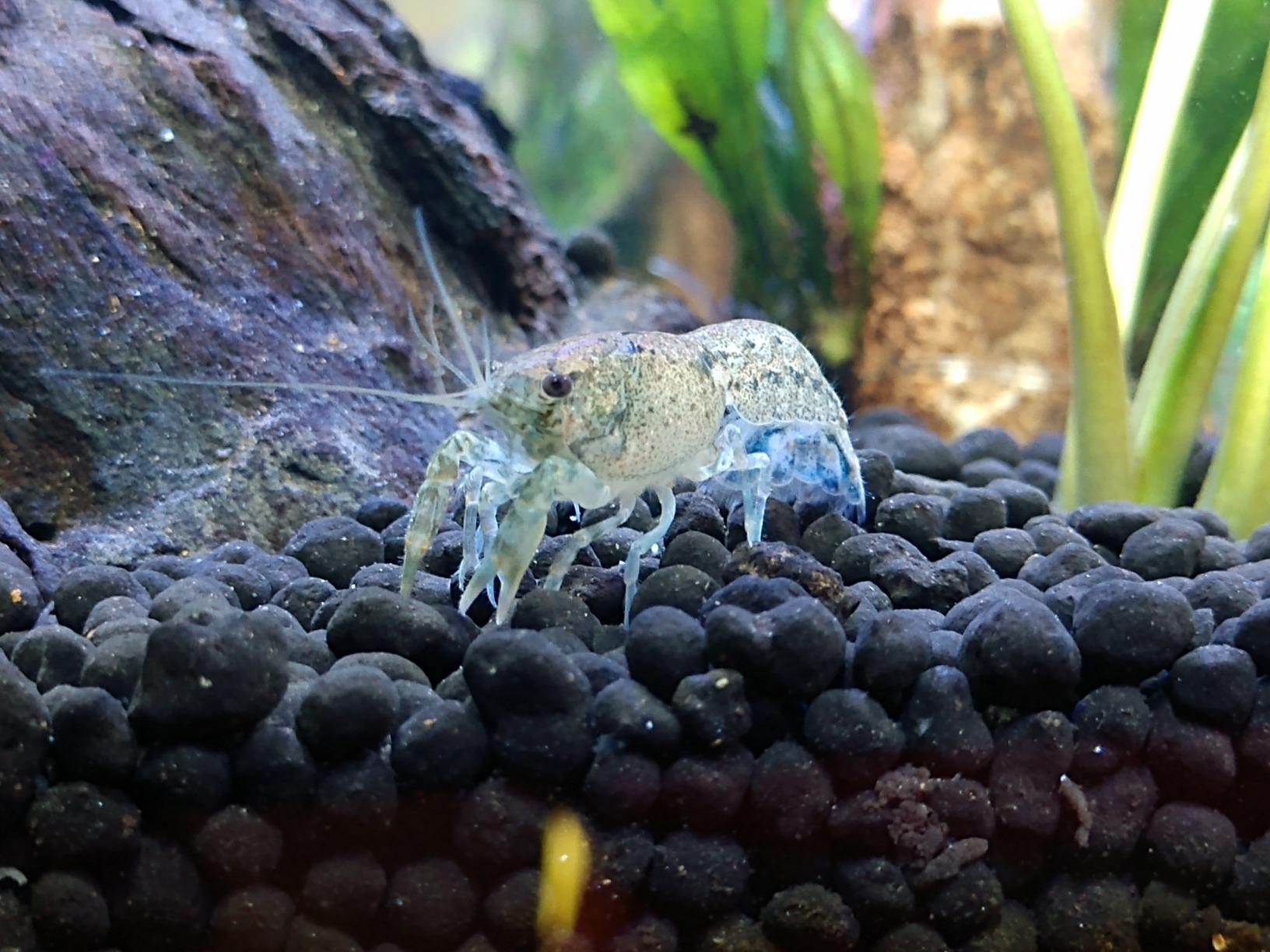 Amazon.com : Aquatic Arts - 3 Blue Brazos Crayfish - Live Freshwater ...